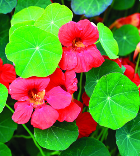 Zesty Edible Flowers List – Mother Earth News